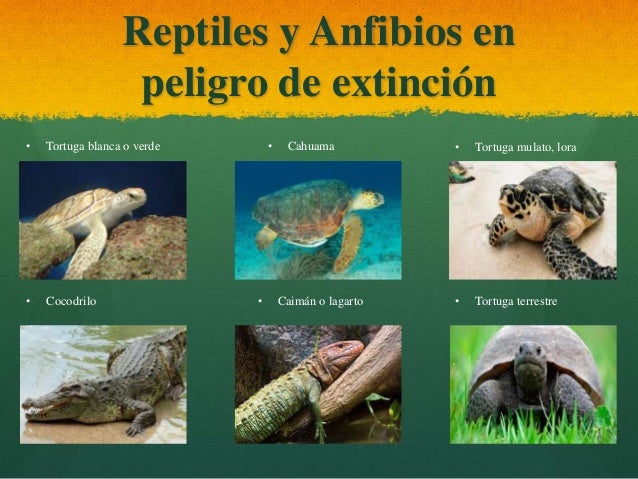 Geografia - Animales en peligro de extincion en Panamá