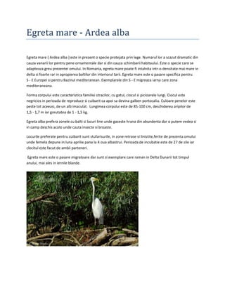Parcul Natural Serengeti - Egreta mare | DOCX