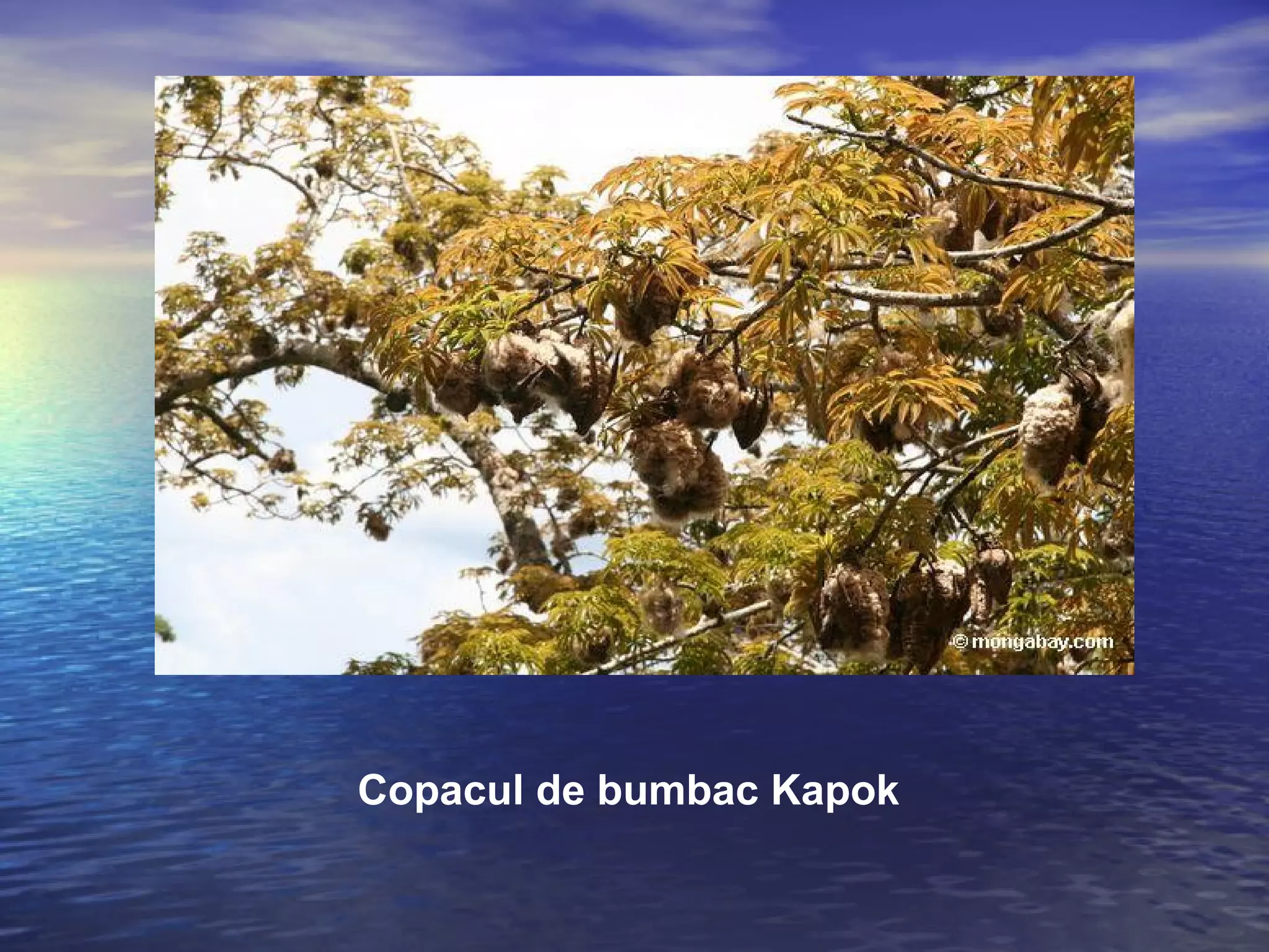 Geografie padurea ecuatoriala | PPT