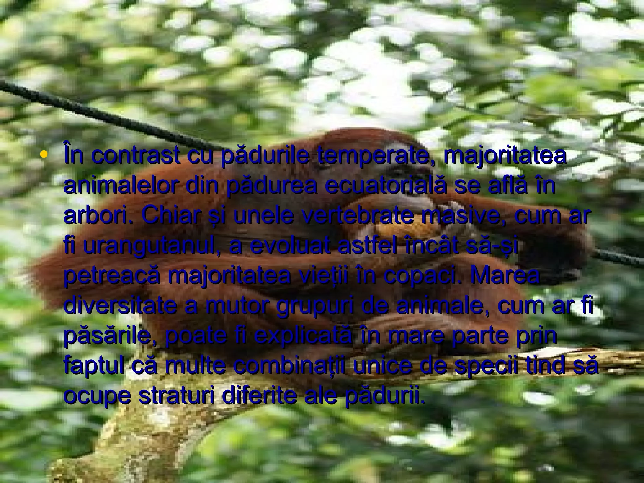 Geografie padurea ecuatoriala | PPT