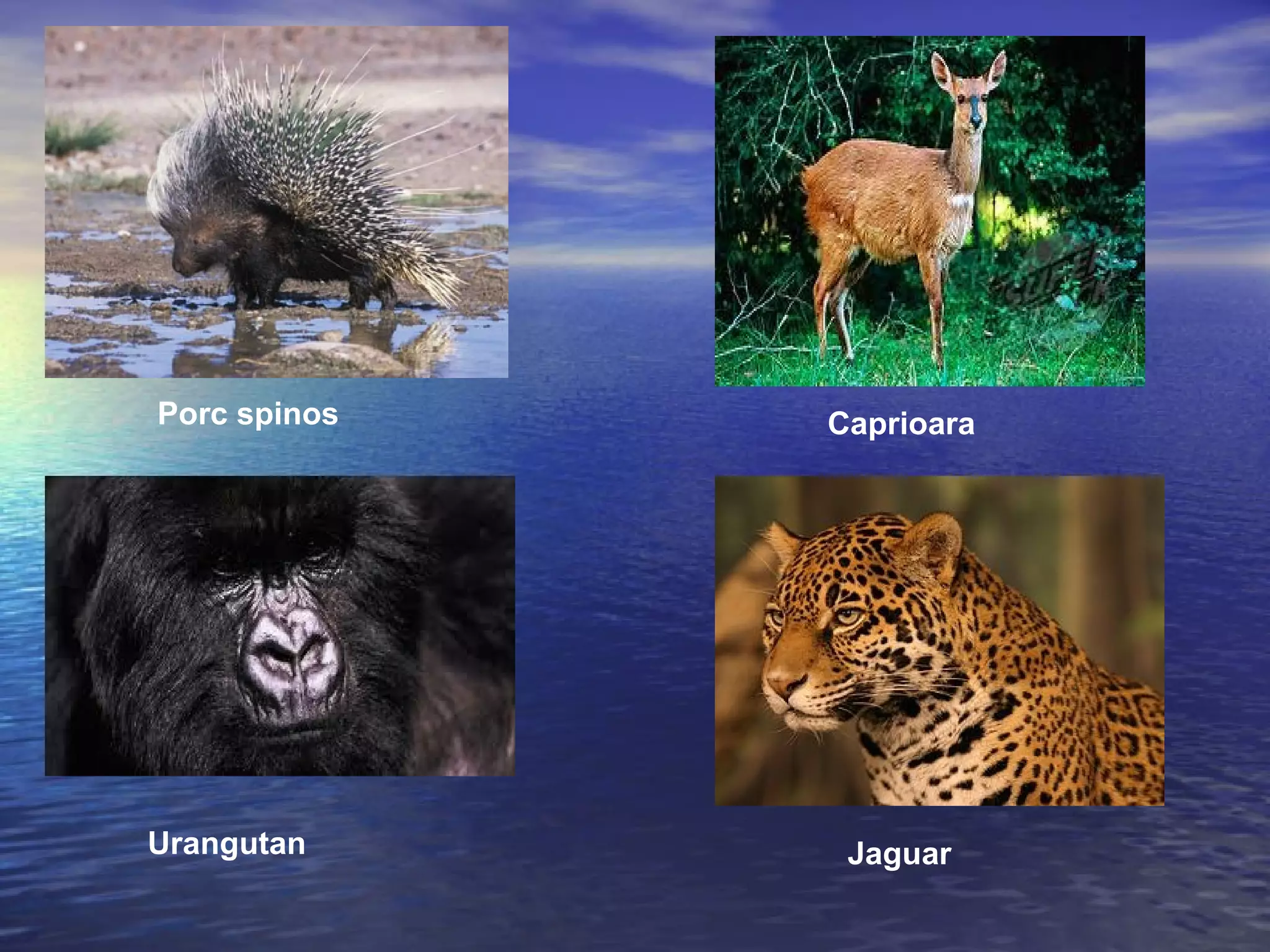 Geografie padurea ecuatoriala | PPT