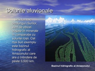 Geografie padurea ecuatoriala | PPT