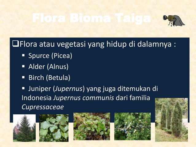 Geografi flora fauna euthopian tundra taiga | PPT | Free Download