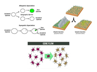 Geographic variation in forest trees | PPTX | Genetics | Science
