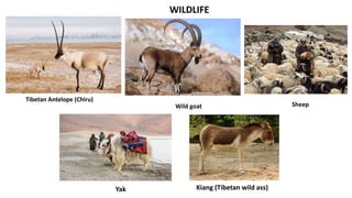 geography.pptxxxxxxxxxxxxxxxxxxxxxxxxxxx | PPT | Free Download