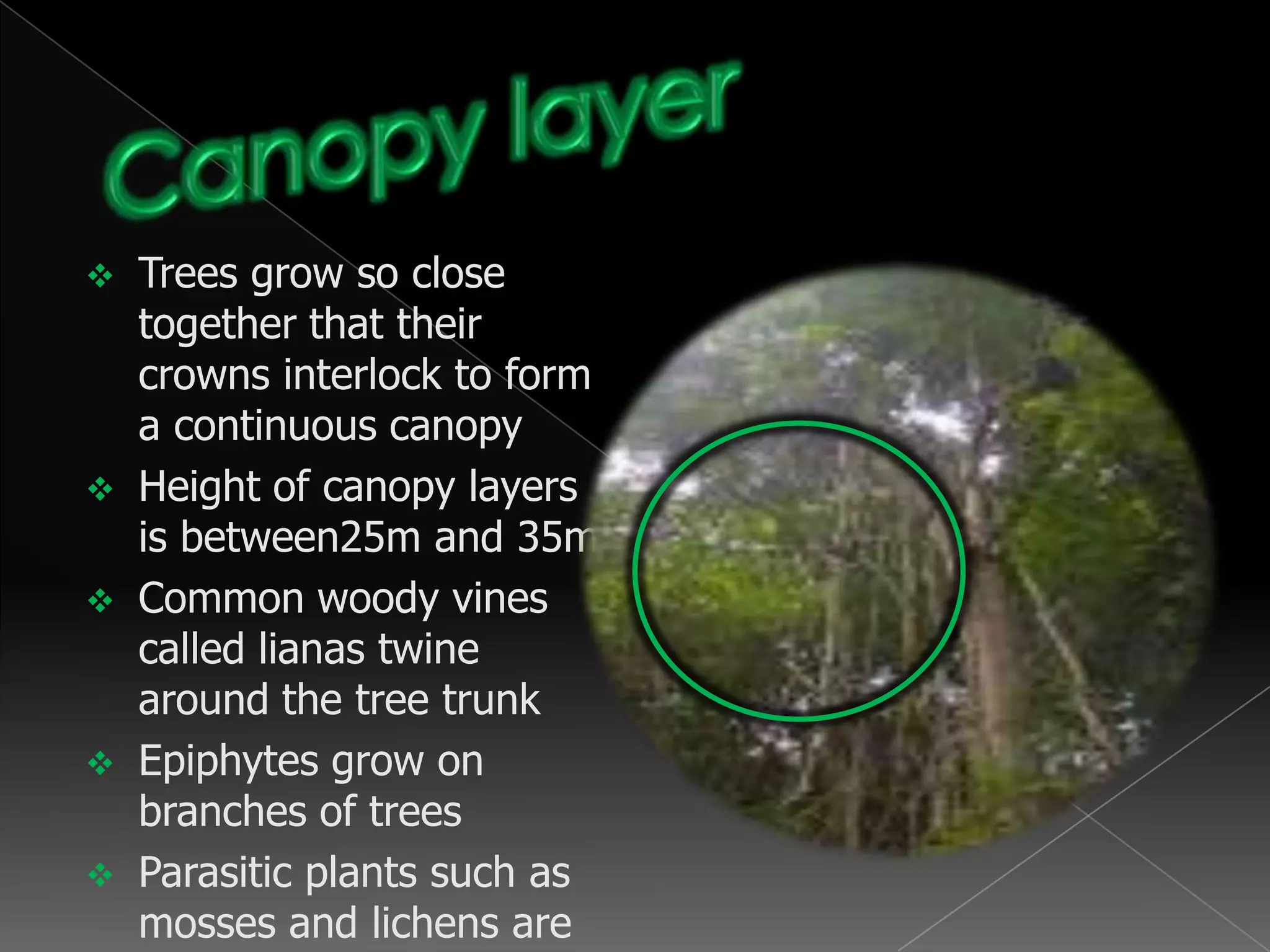 The Earth's natural vegetation | PPTX | Gardening | Home & Garden