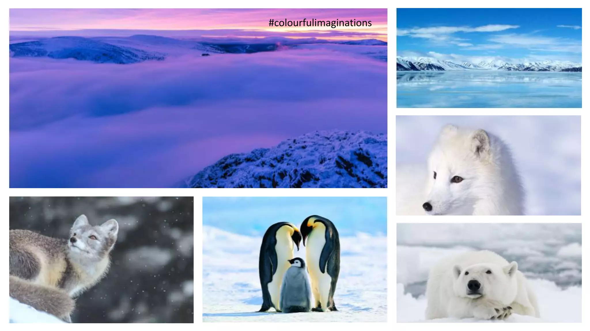 The Arctic and The Antarctic | PPTX | Polar Travel | Travel Locations