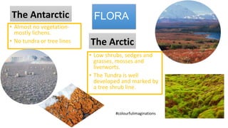 The Arctic and The Antarctic | PPTX