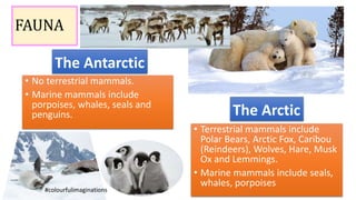 The Arctic and The Antarctic | PPTX