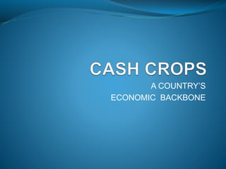 Geography ppt cash crops | PPTX