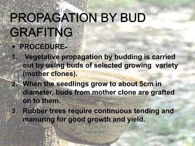 Geography ppt cash crops | PPTX