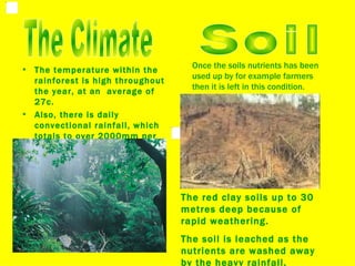 Geography presentation-Tropical Rainforests | PPT