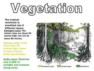 Geography presentation-Tropical Rainforests | PPT
