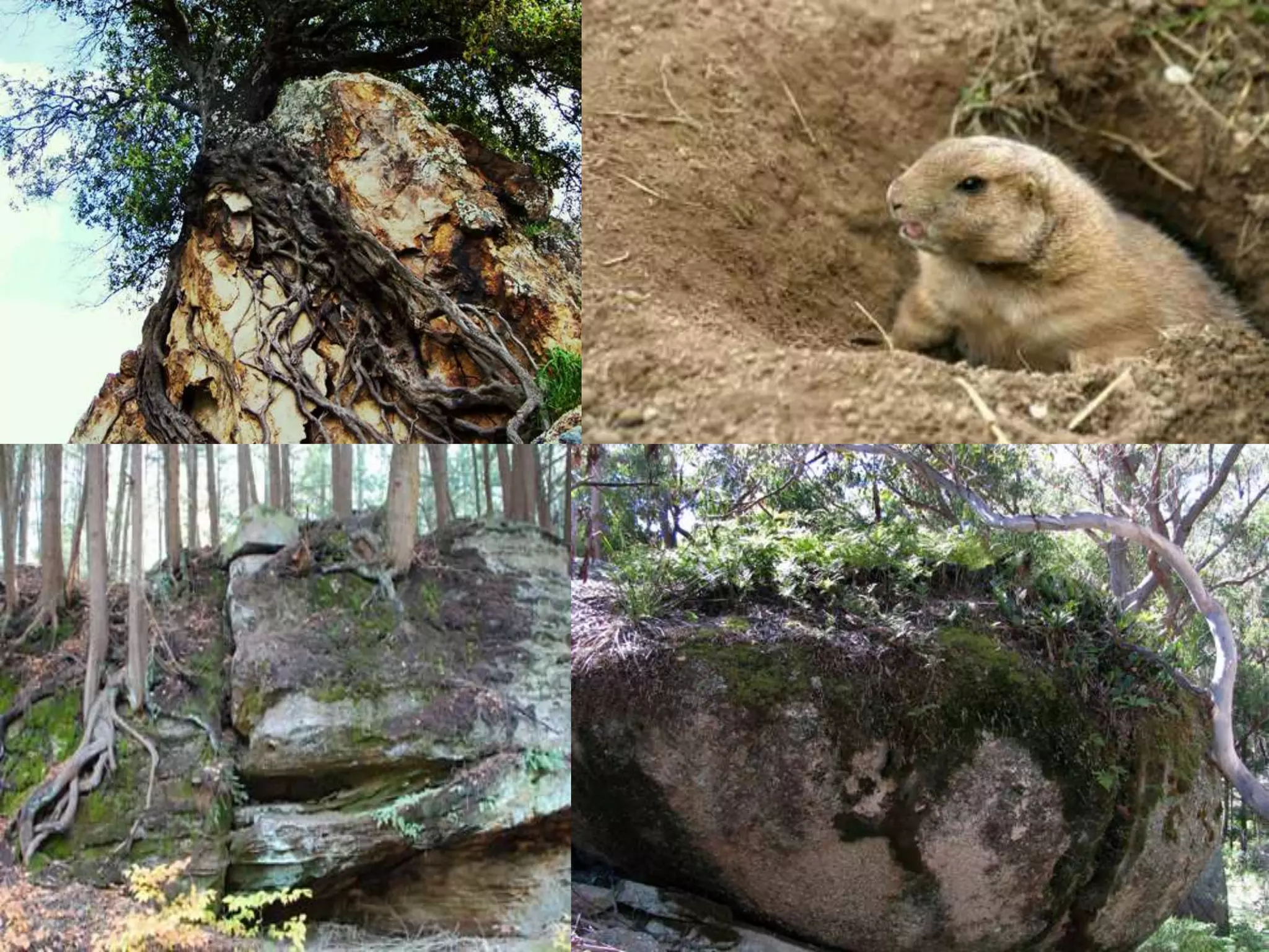 Geography presentation on Types of weathering | PPT