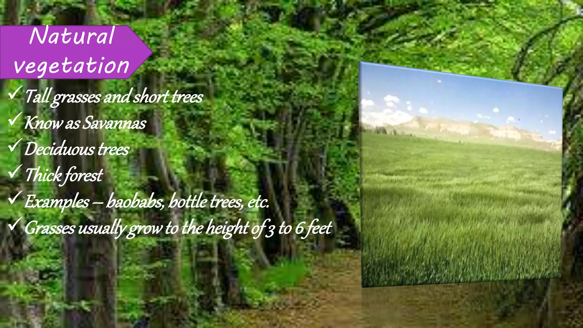 Geography project | PPTX