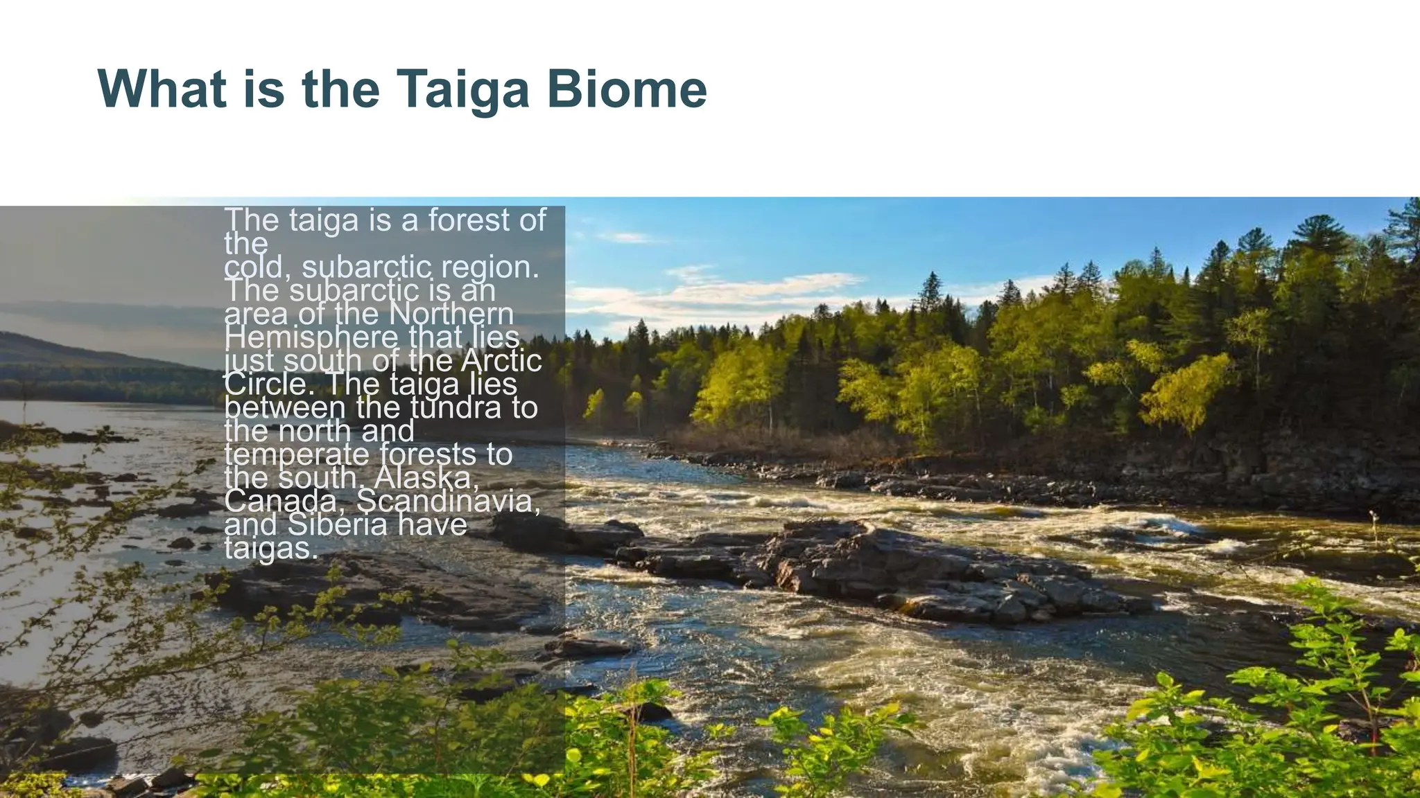 The Taiga Biome For educational and personal uses | PPT