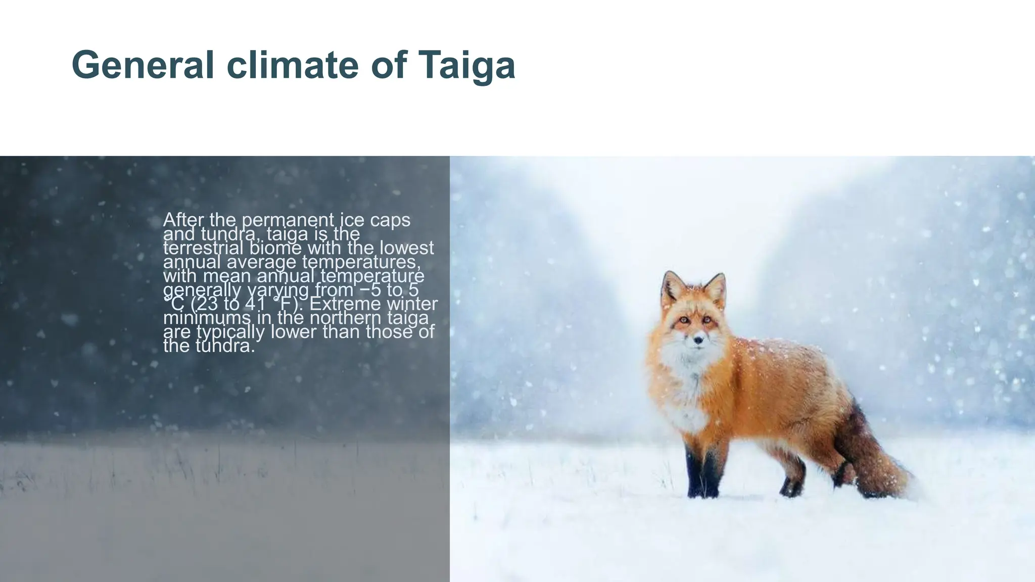 The Taiga Biome For educational and personal uses | PPT