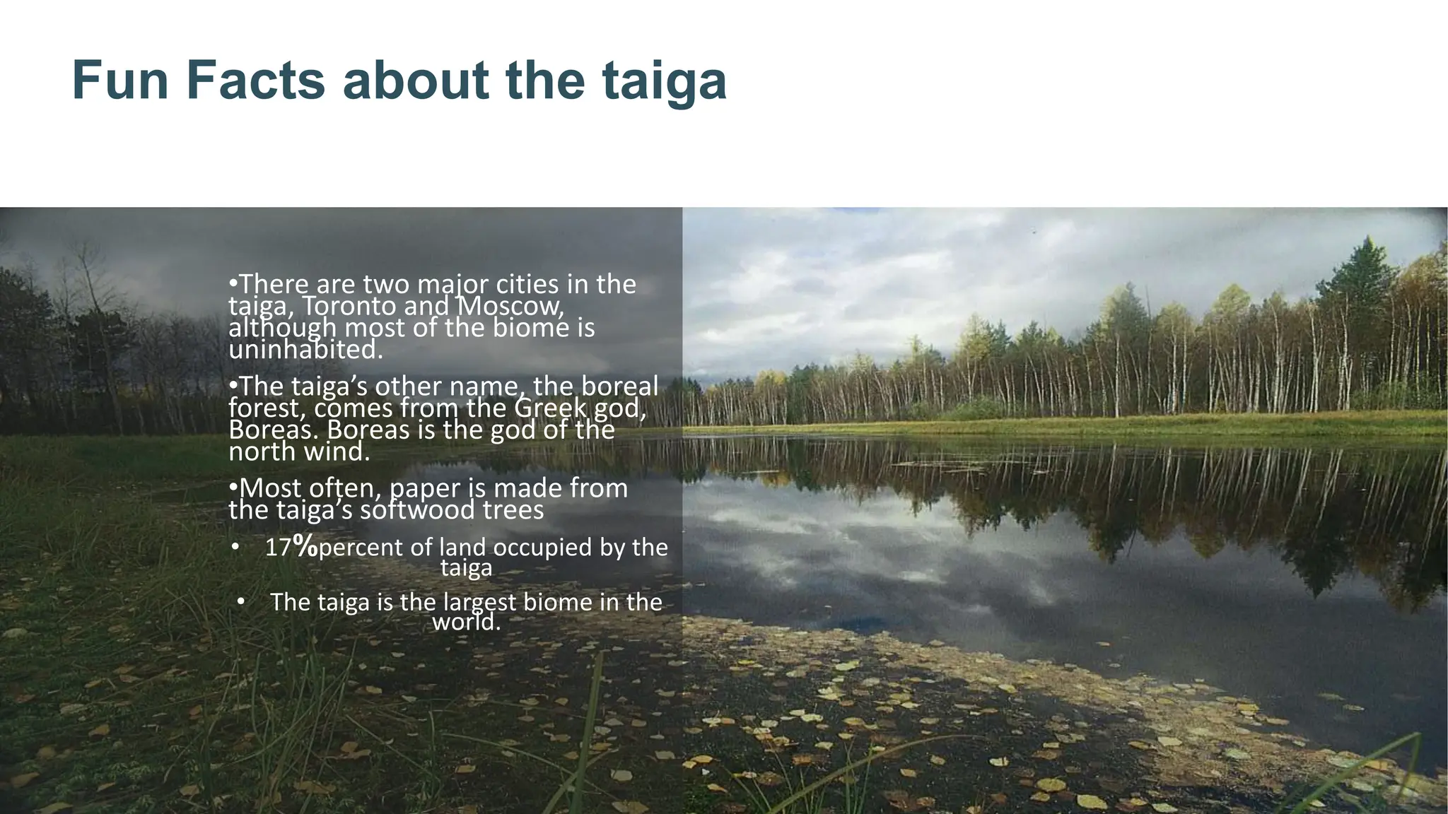 The Taiga Biome For educational and personal uses | PPT