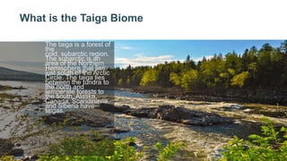 The Taiga Biome For educational and personal uses | PPT