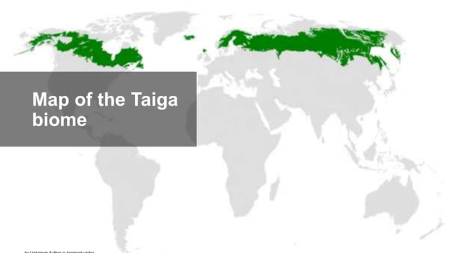 The Taiga Biome For educational and personal uses | PPT