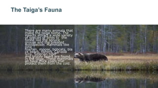 The Taiga Biome For educational and personal uses | PPT