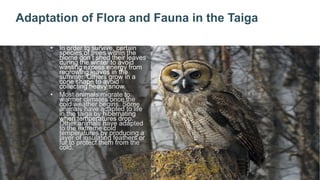 The Taiga Biome For educational and personal uses | PPT