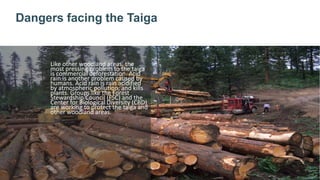 The Taiga Biome For educational and personal uses | PPT