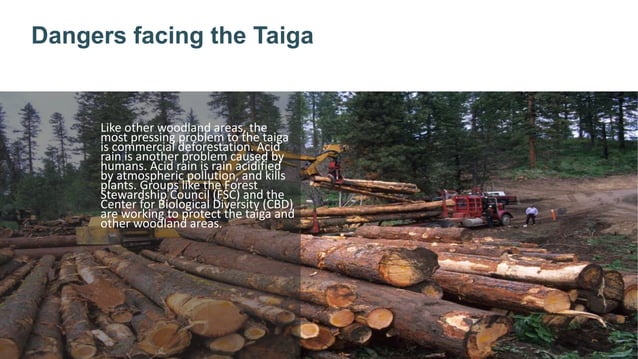 The Taiga Biome For educational and personal uses | PPT