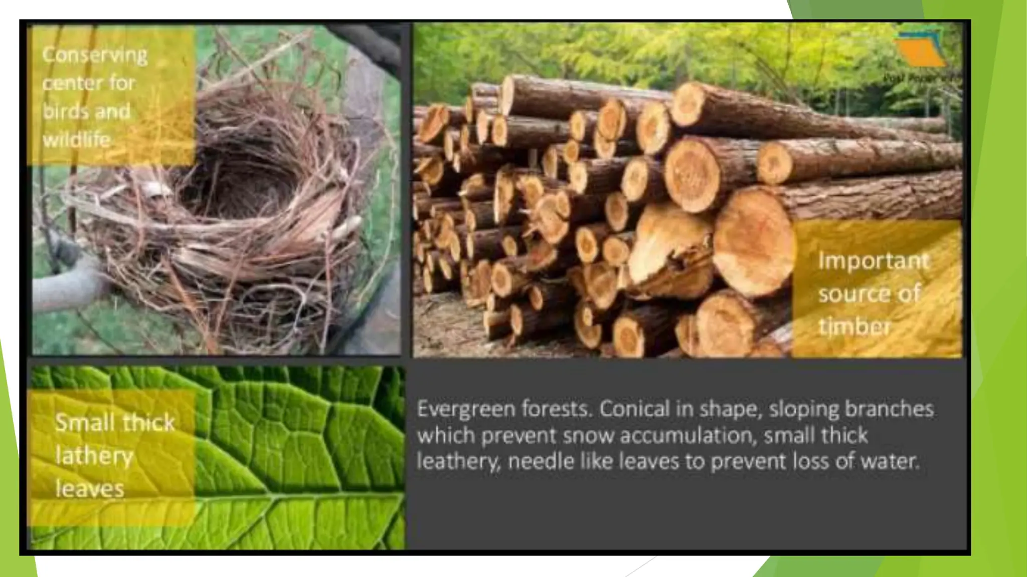 Geography Unit # 4 Types of Forests (Week 14, Lesson 5).pptx