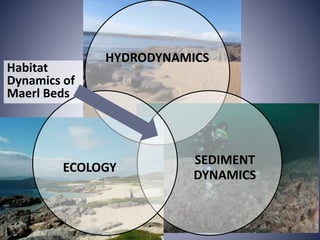 Integrating sediment dynamics into habitat mapping approaches using ...