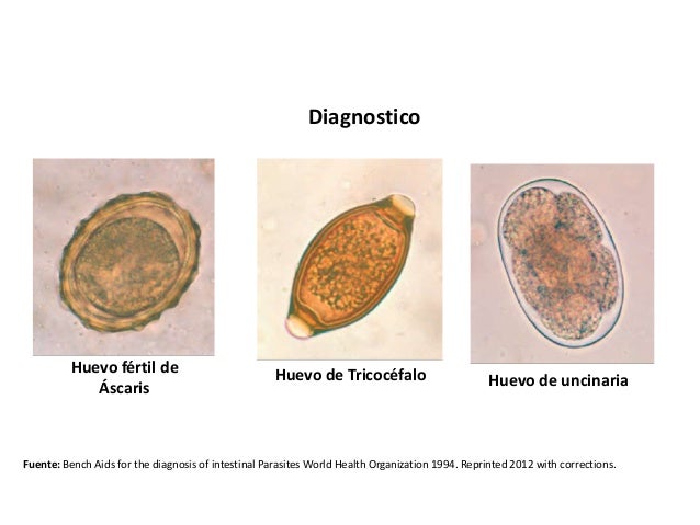 Geohelmintiasis 2016
