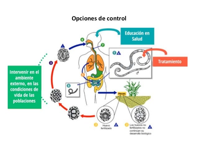 Geohelmintiasis 2016