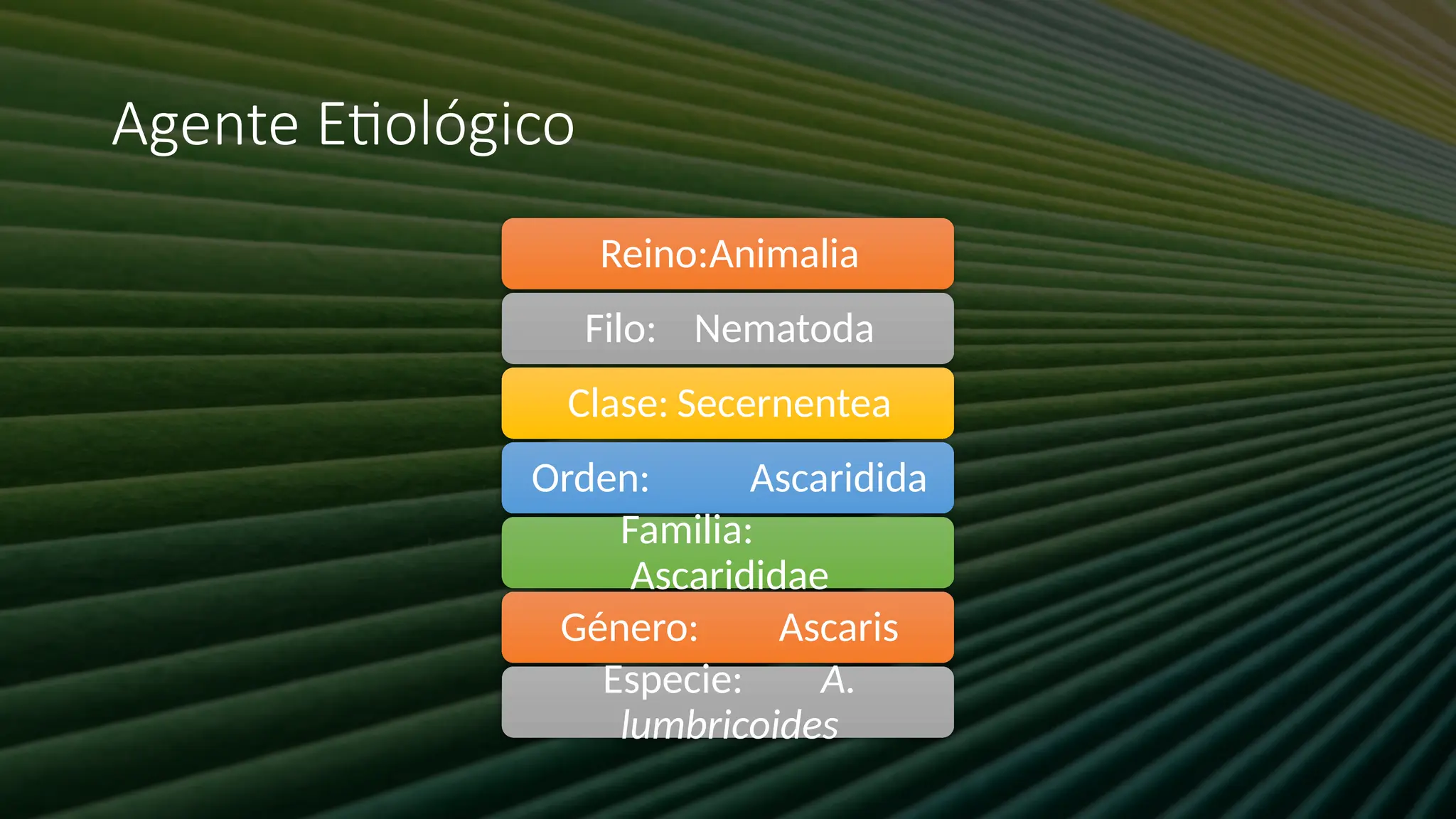 Geohelmintos Ascaris parasitosis humanas.pptx