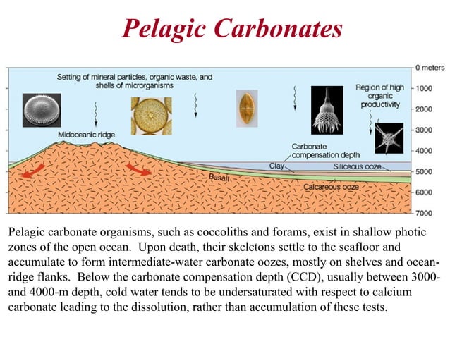 Carbonate Depositional Systems | PPT | Geology | Science
