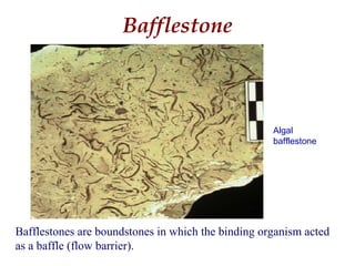 Classification of Carbonates | PPT
