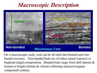 Less Common Sedimentary Rocks | PPT