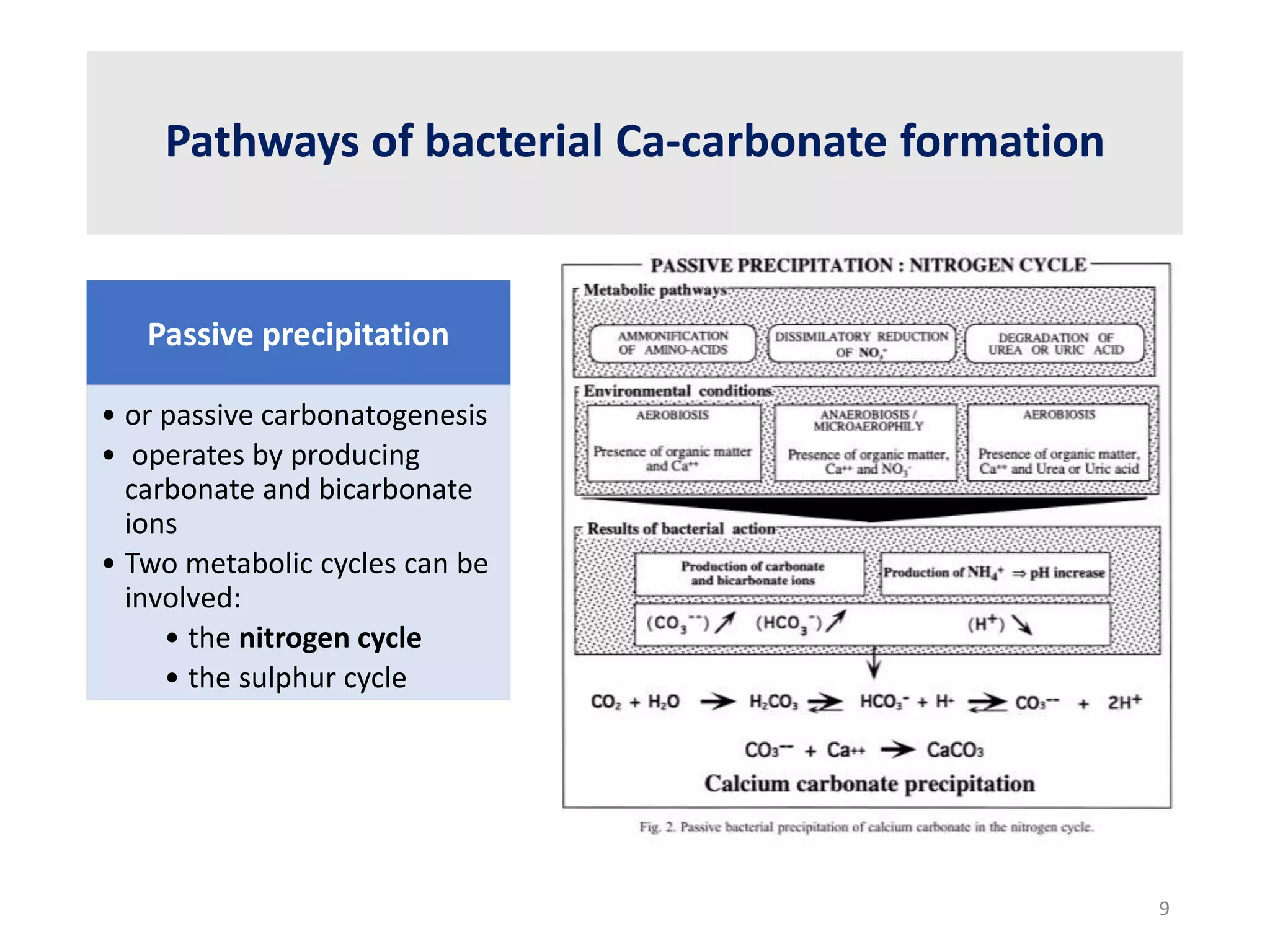 Ca - Carbonate Production By Heterotrophic Bacteria | PPT