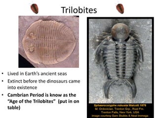 Geological time scale | PPTX
