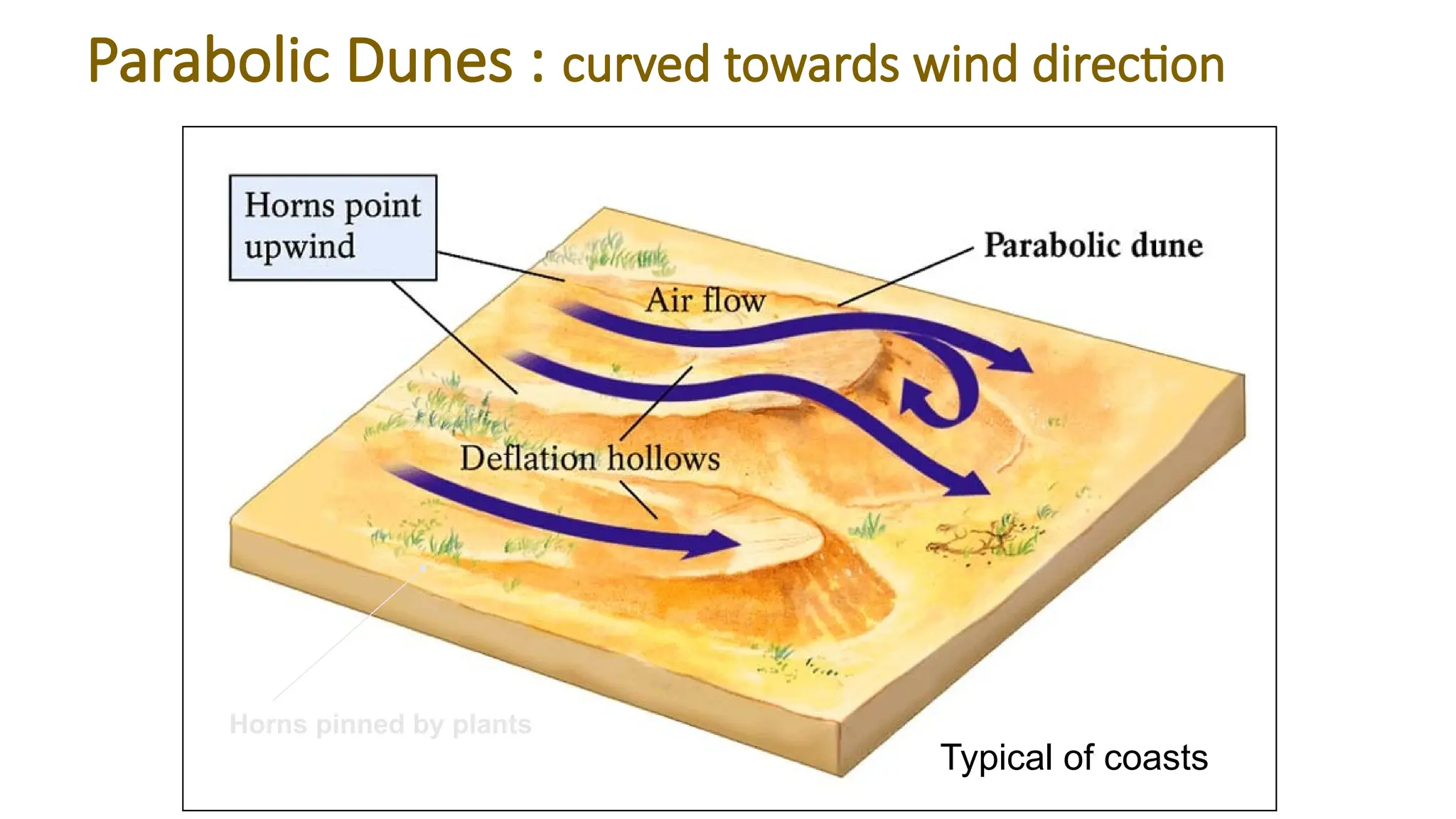 Geological Work of Wind for first Sem Geology.pptx