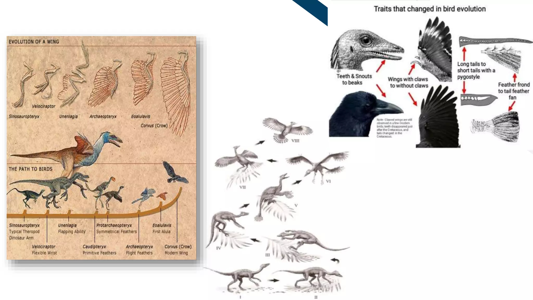 GEOLOGIC HISTORY, EVOLUTIONARY TRENDS OF BIRDS_110959.pptx