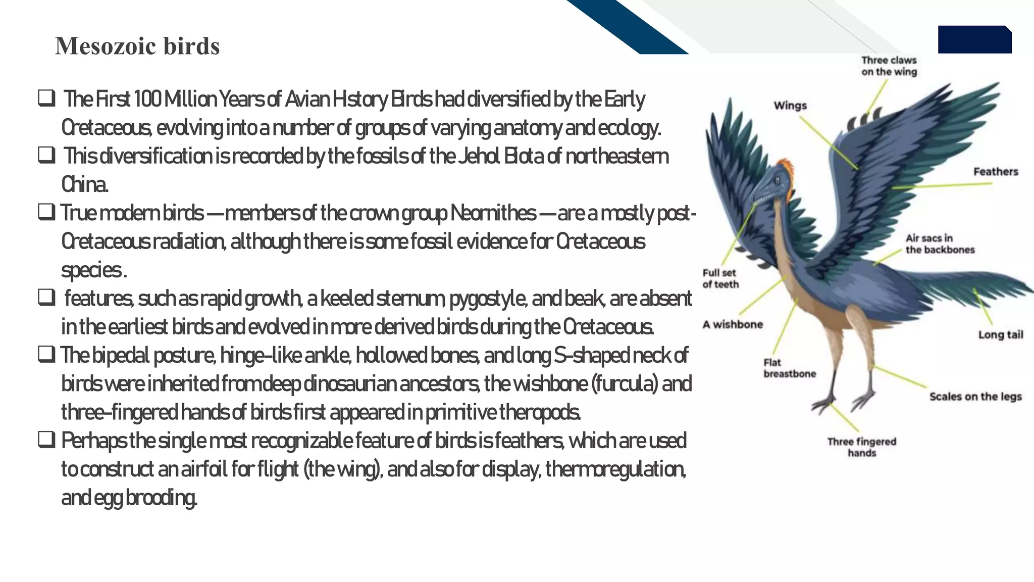 GEOLOGIC HISTORY, EVOLUTIONARY TRENDS OF BIRDS_110959.pptx