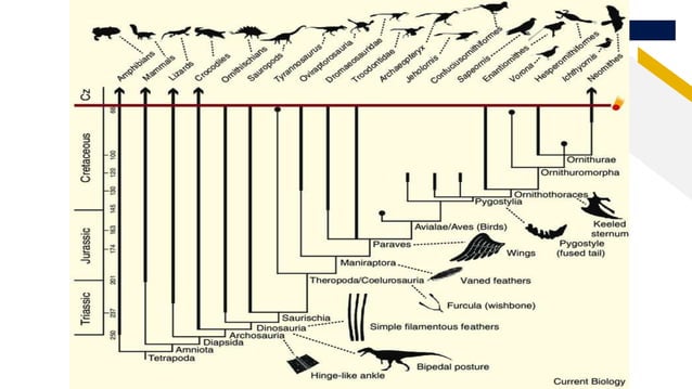 GEOLOGIC HISTORY, EVOLUTIONARY TRENDS OF BIRDS_110959.pptx