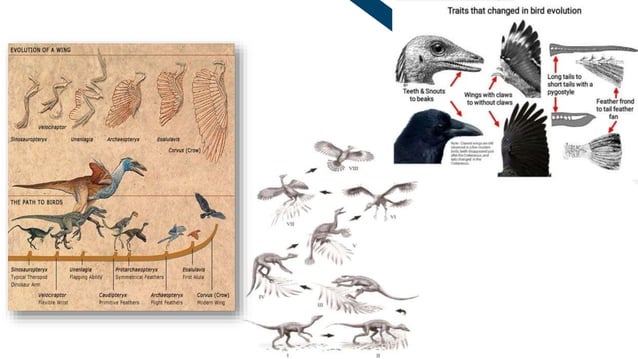 GEOLOGIC HISTORY, EVOLUTIONARY TRENDS OF BIRDS_110959.pptx