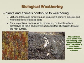 Geologic Processes-Exogenic.ppt | Geology | Science