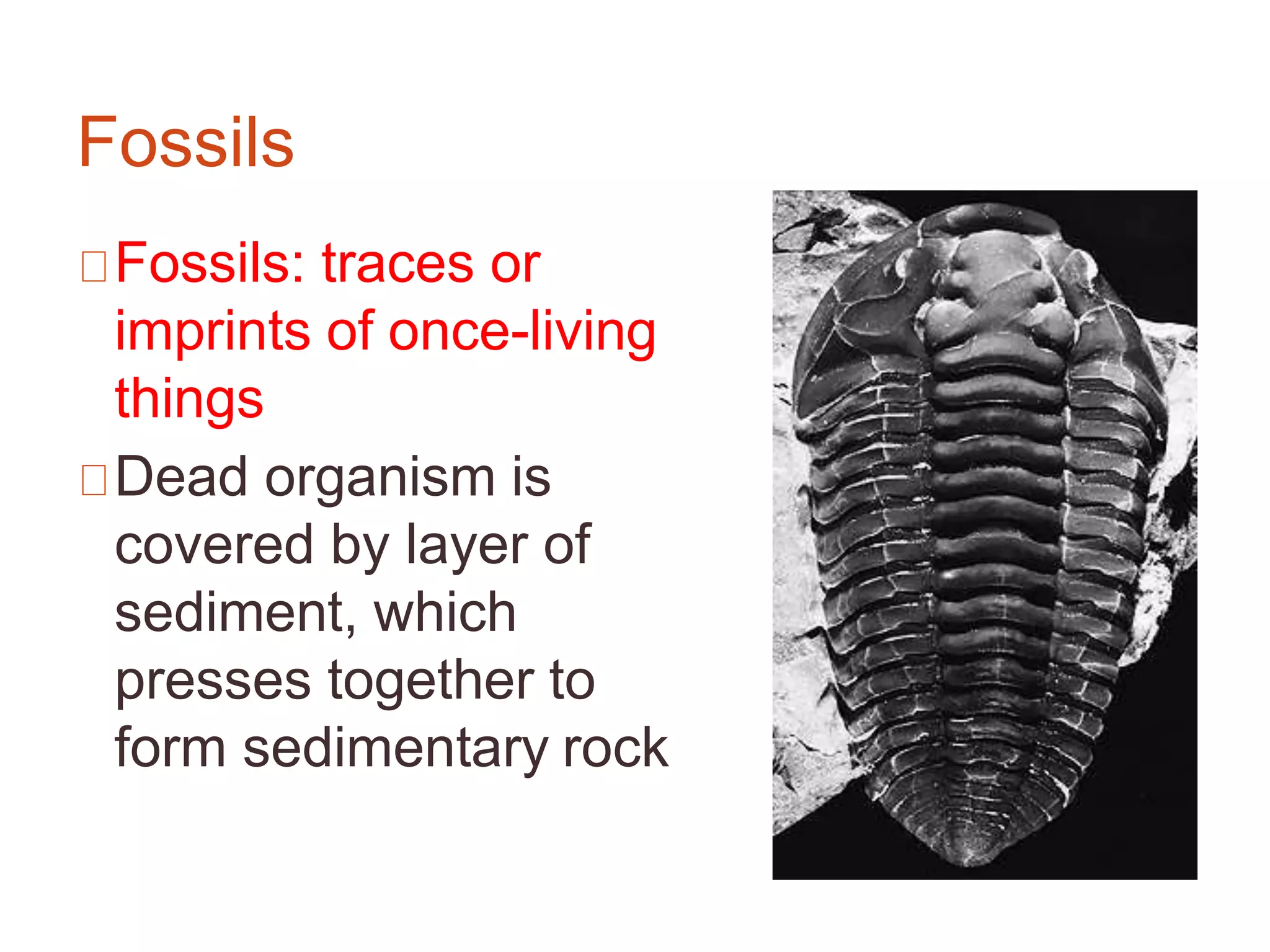 Geologic timeline of the history of life on earth | PPTX
