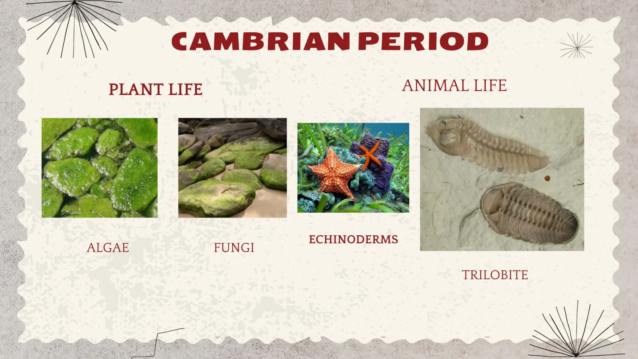 Geologic Time Scale, History of Life on Earth, General Biology | PPTX ...