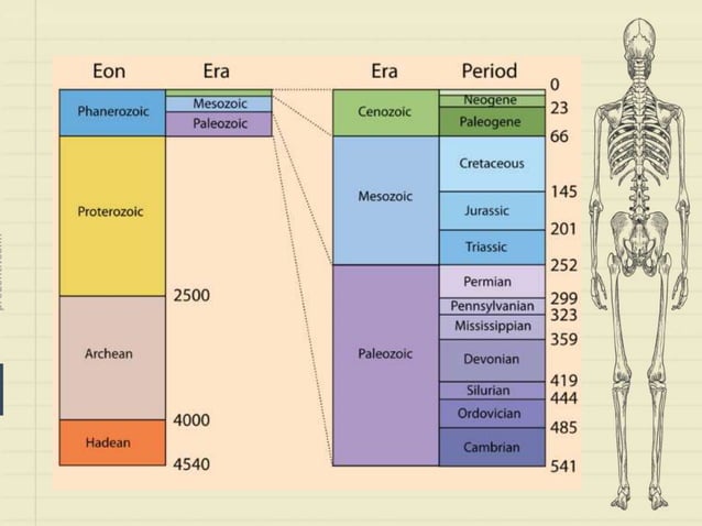 Geologic time table- GRADE 11 | PPTX | Geology | Science