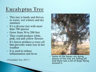 Coalinga Oil Fields | PPTX