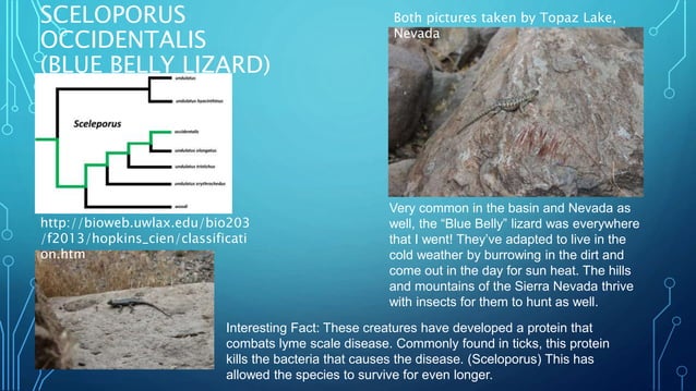 Geology lab field assignment | PPT