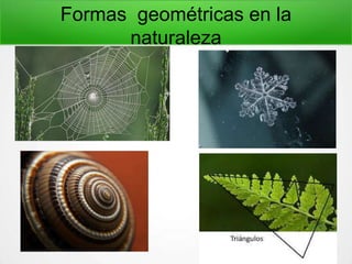 Formas Geométricas En La Naturaleza Para Niños